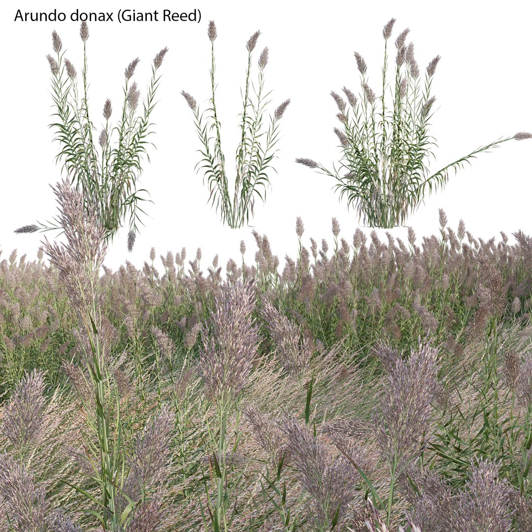 Arundo Donax - Giant Reed - Spanish Reed 02 3D - TurboSquid 1972978