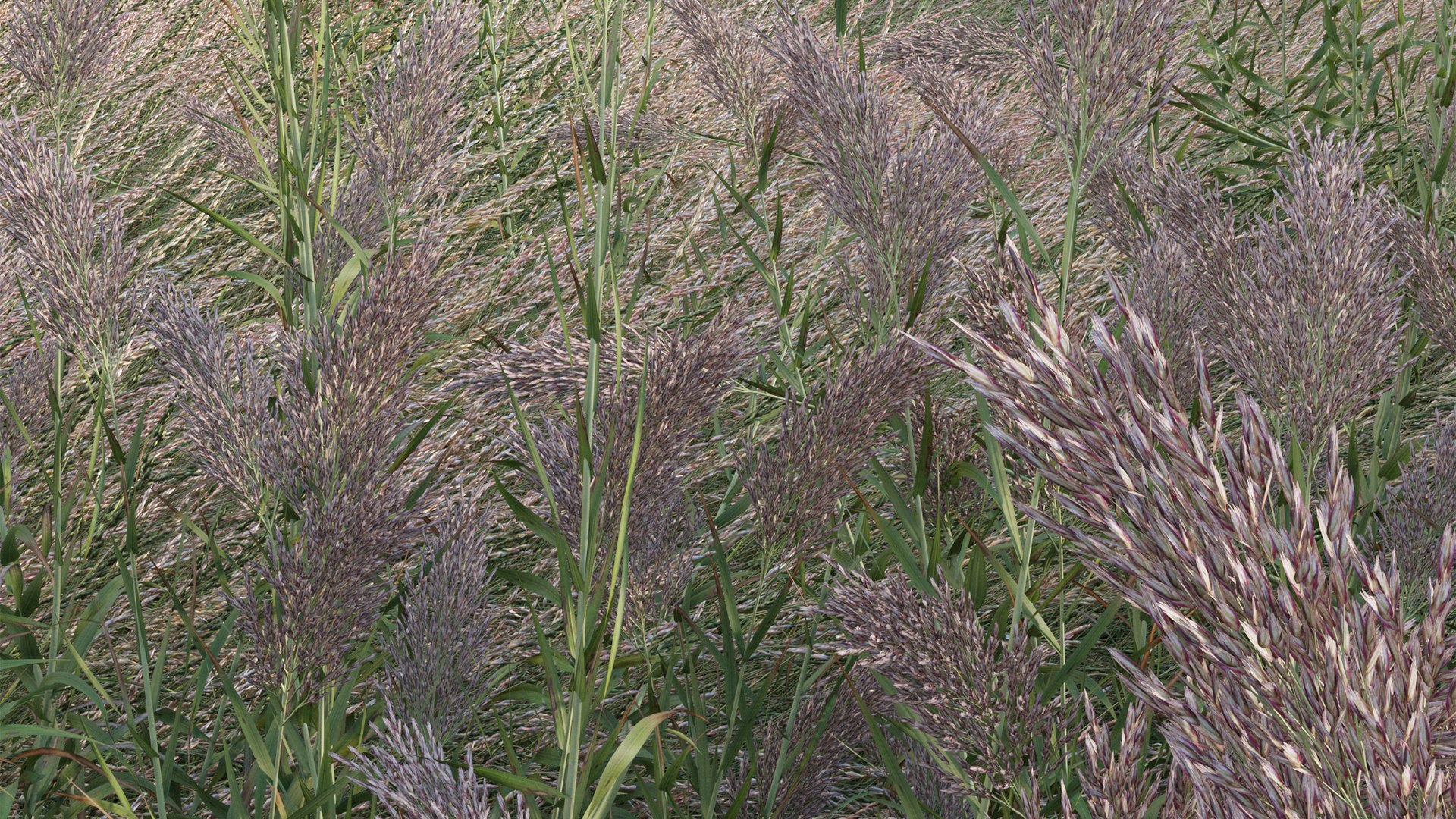 Arundo Donax - Giant Reed - Spanish Reed 02 3D - TurboSquid 1972978