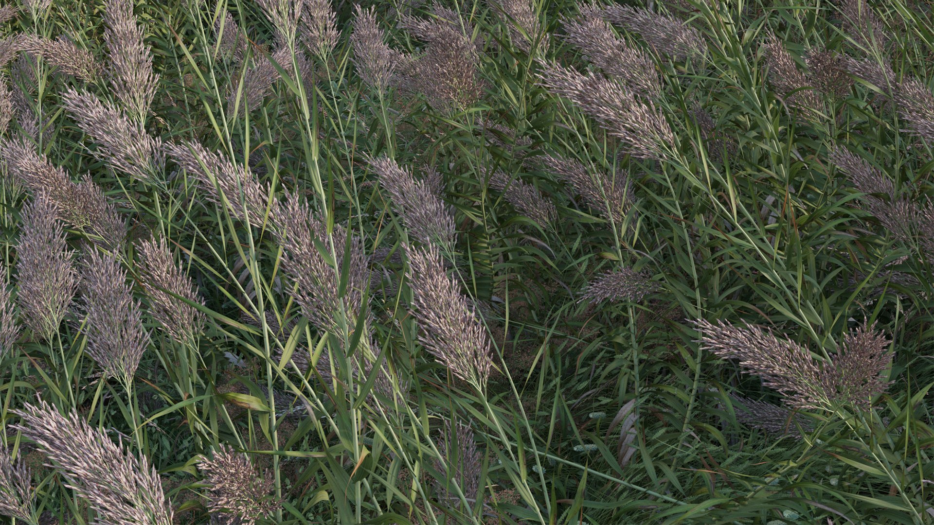 Arundo Donax - Giant Reed - Spanish Reed 02 3D - TurboSquid 1972978