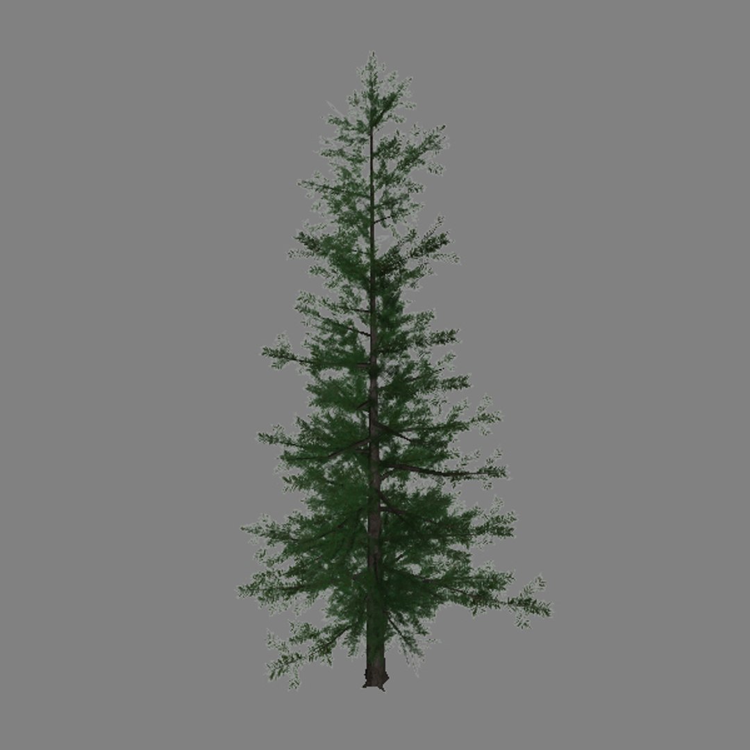 pine tree02 3d model