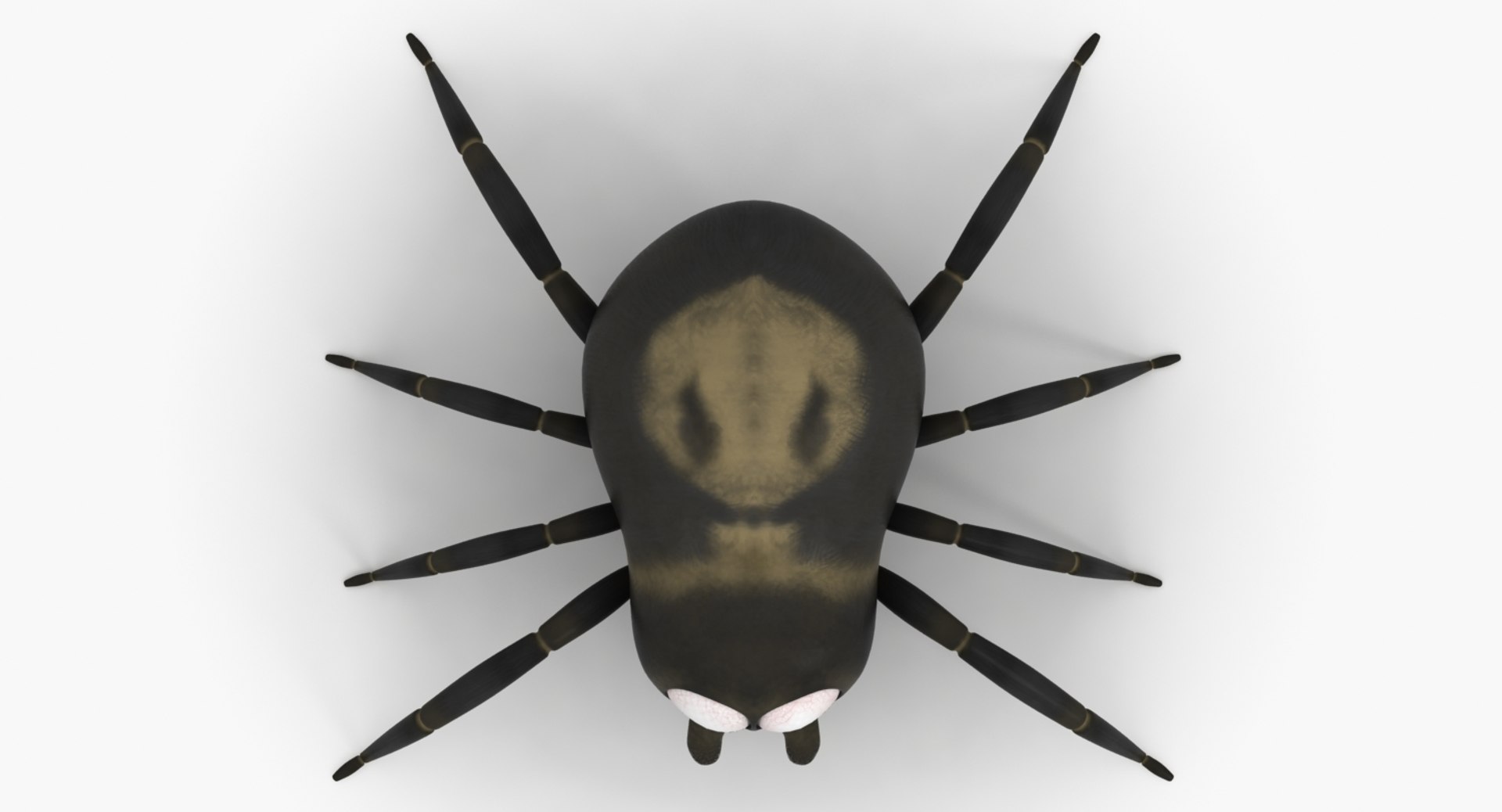 Cartoon Spider Max