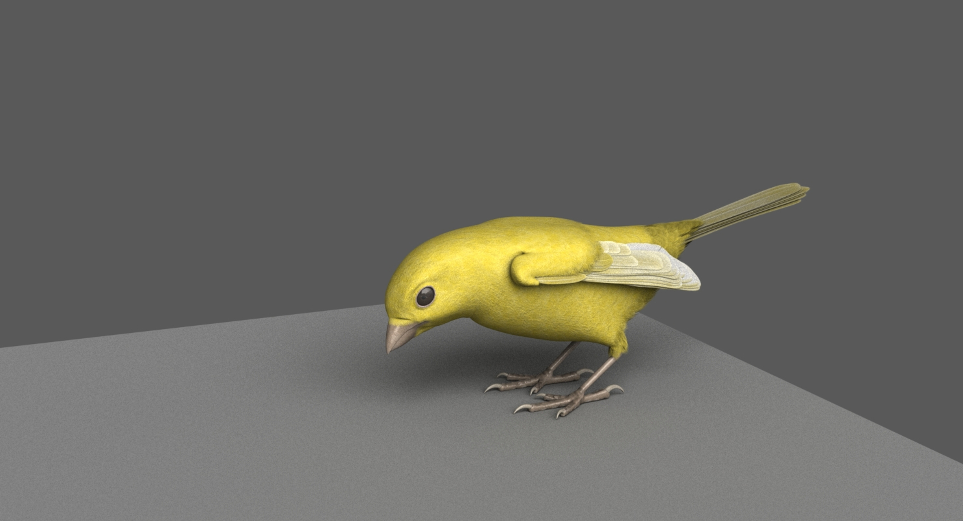 Domestic Canary Animation 3D Model - TurboSquid 1386638