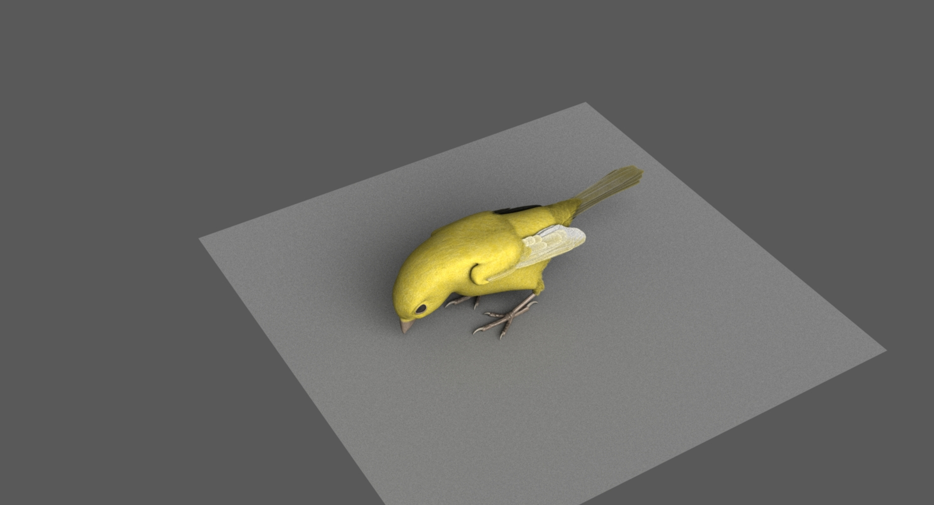Domestic Canary Animation 3D Model - TurboSquid 1386638