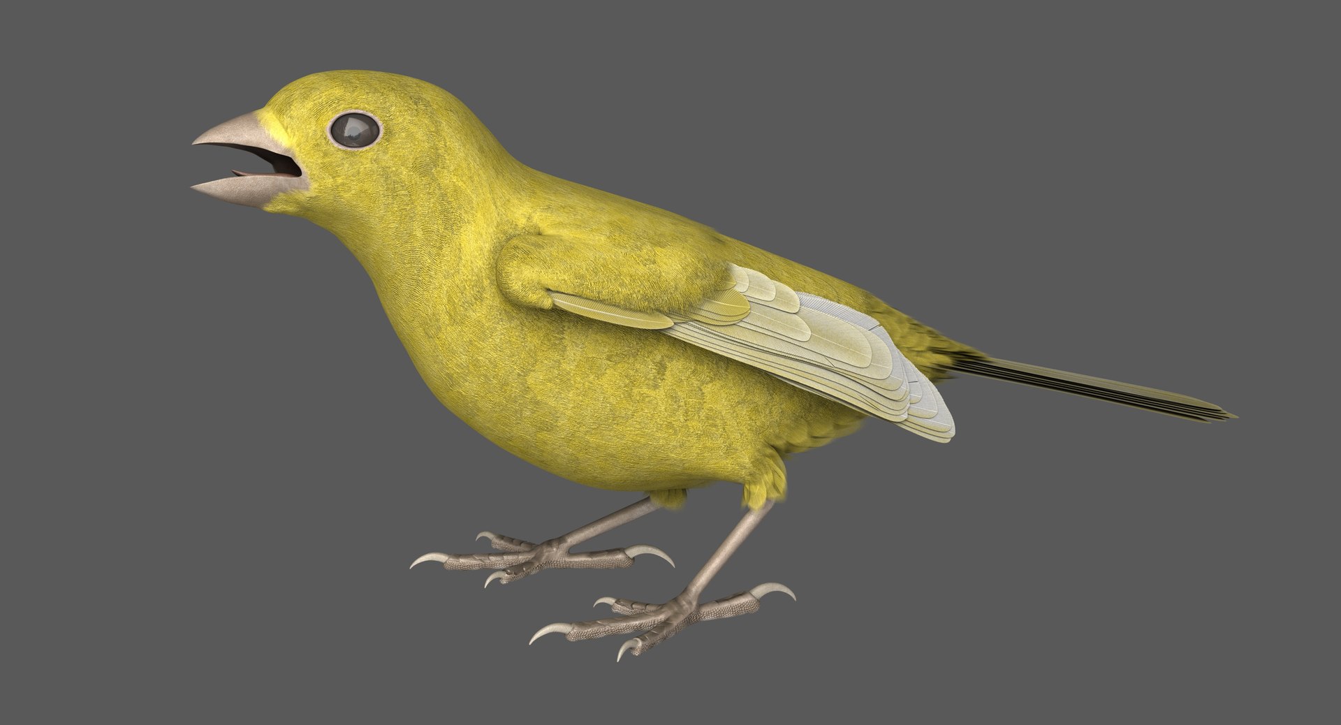 Domestic canary animation 3D model - TurboSquid 1386638