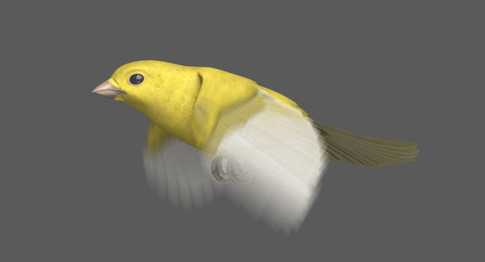 Domestic canary animation 3D model - TurboSquid 1386638
