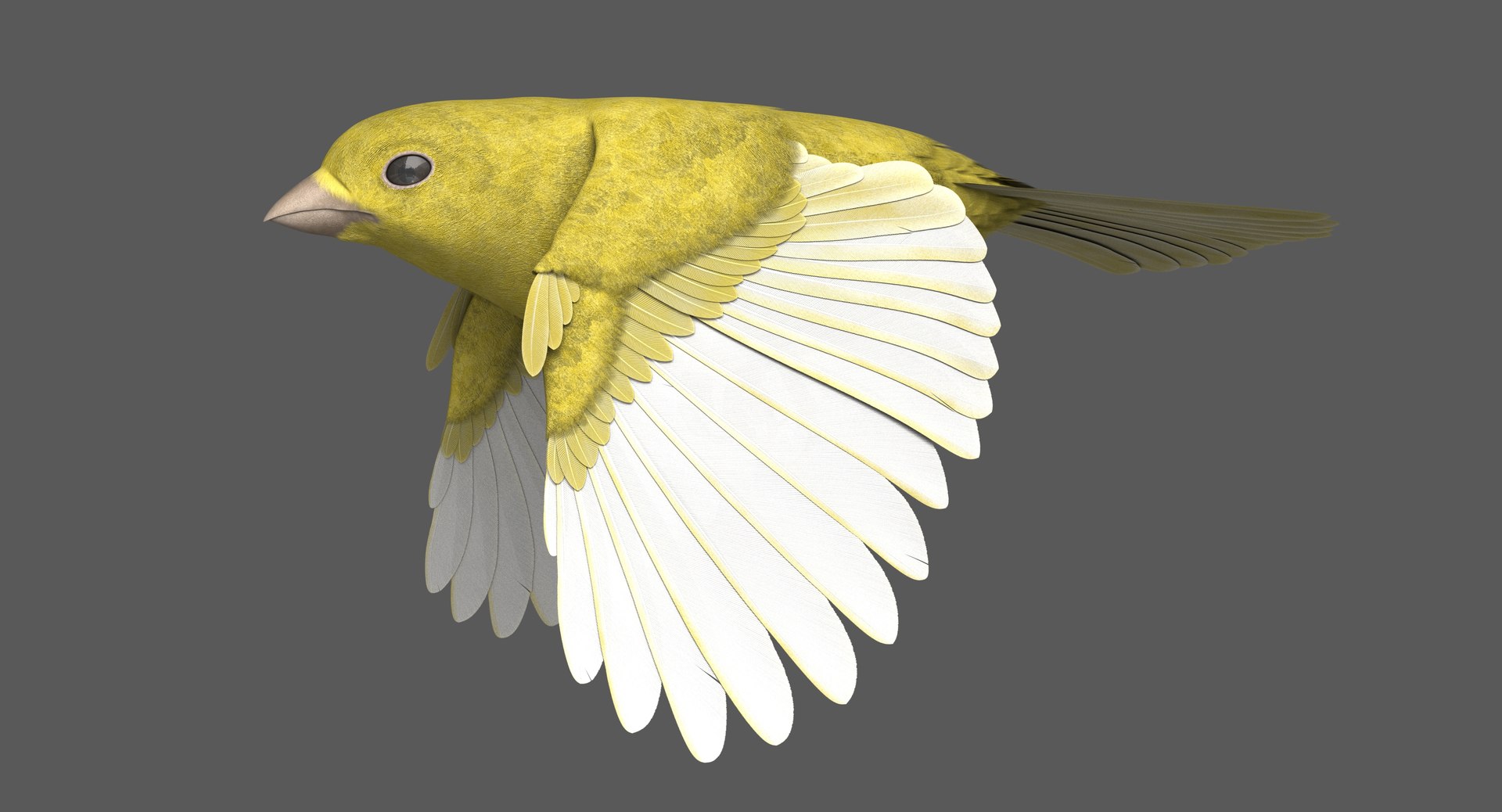 Domestic canary animation 3D model - TurboSquid 1386638