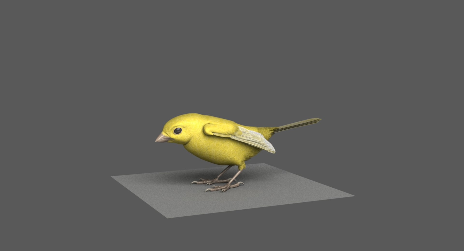 Domestic Canary Animation 3D Model - TurboSquid 1386638