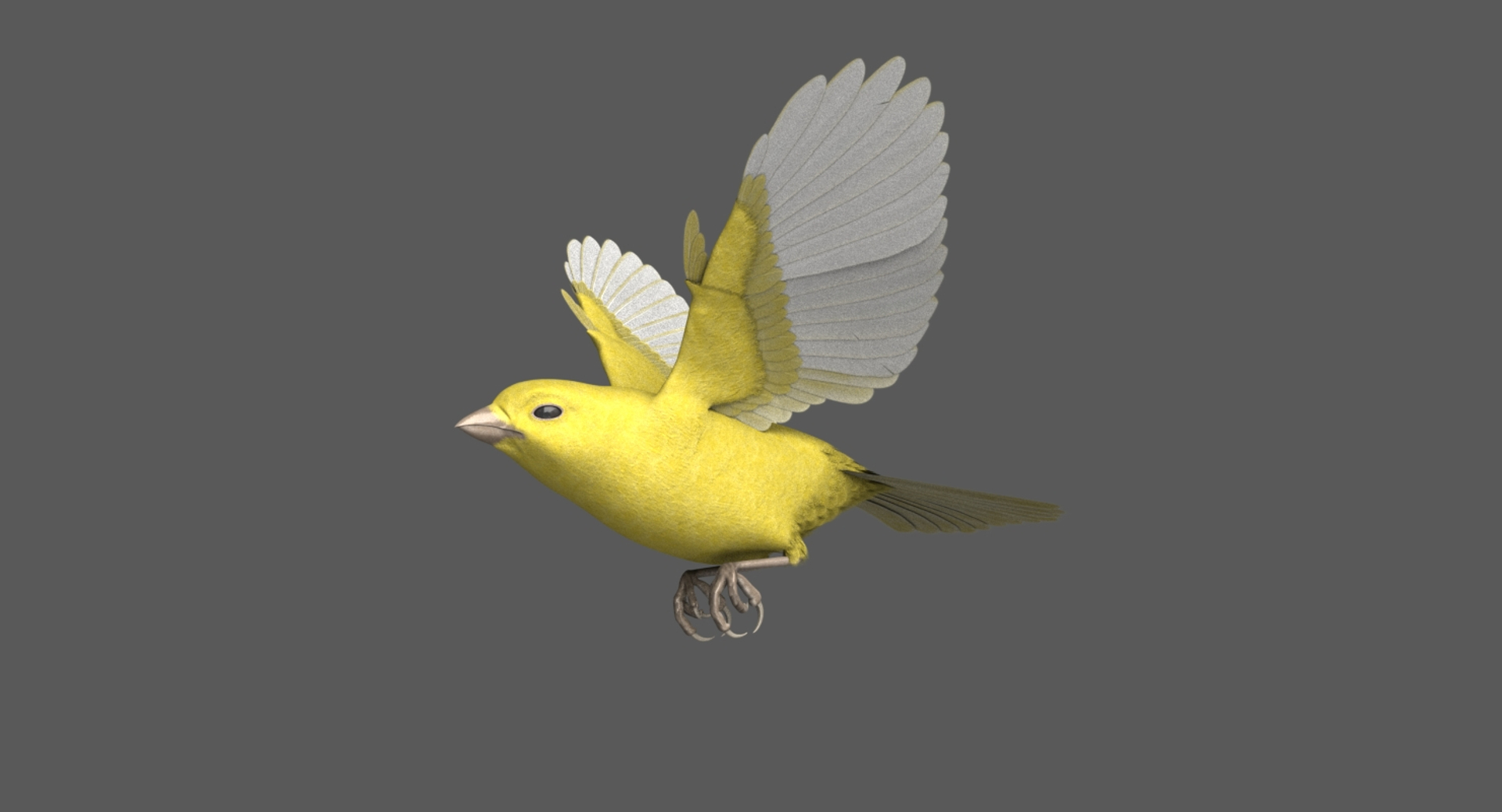 Domestic Canary Animation 3D Model - TurboSquid 1386638