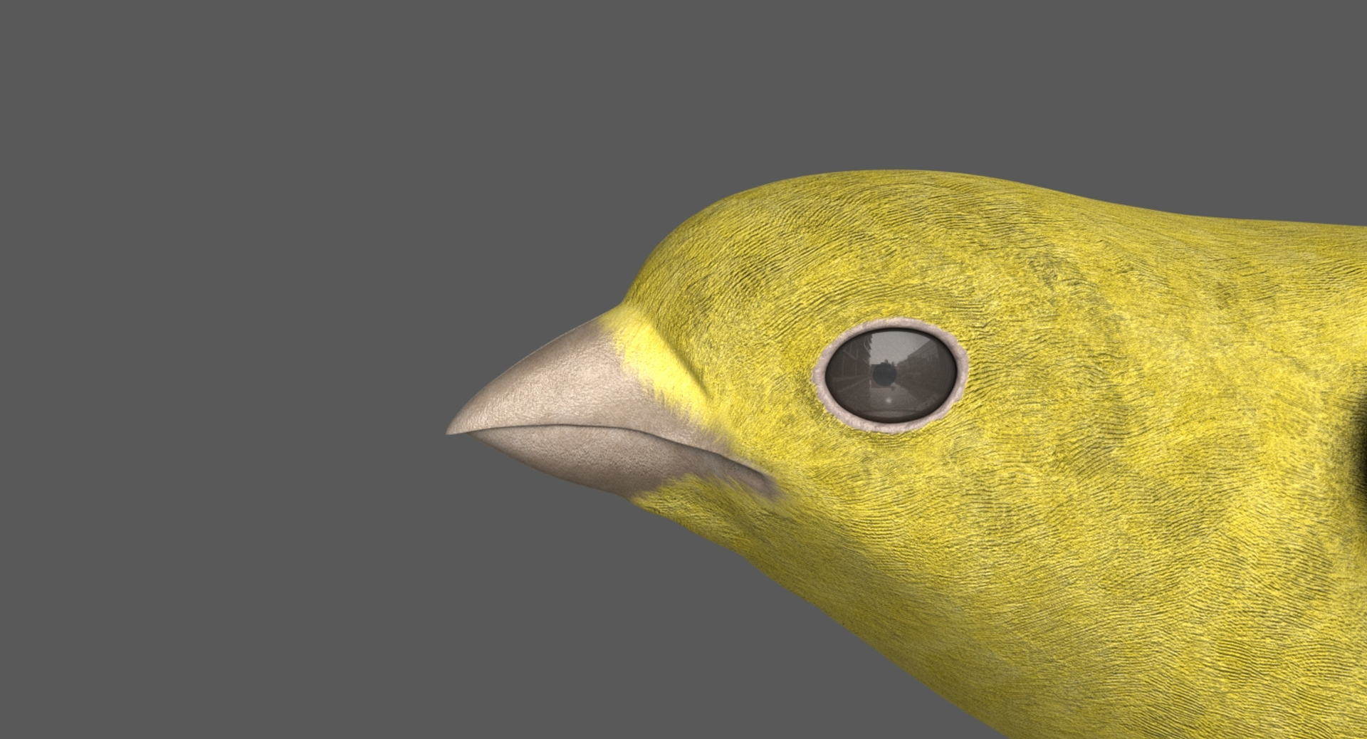 Domestic canary animation 3D model - TurboSquid 1386638