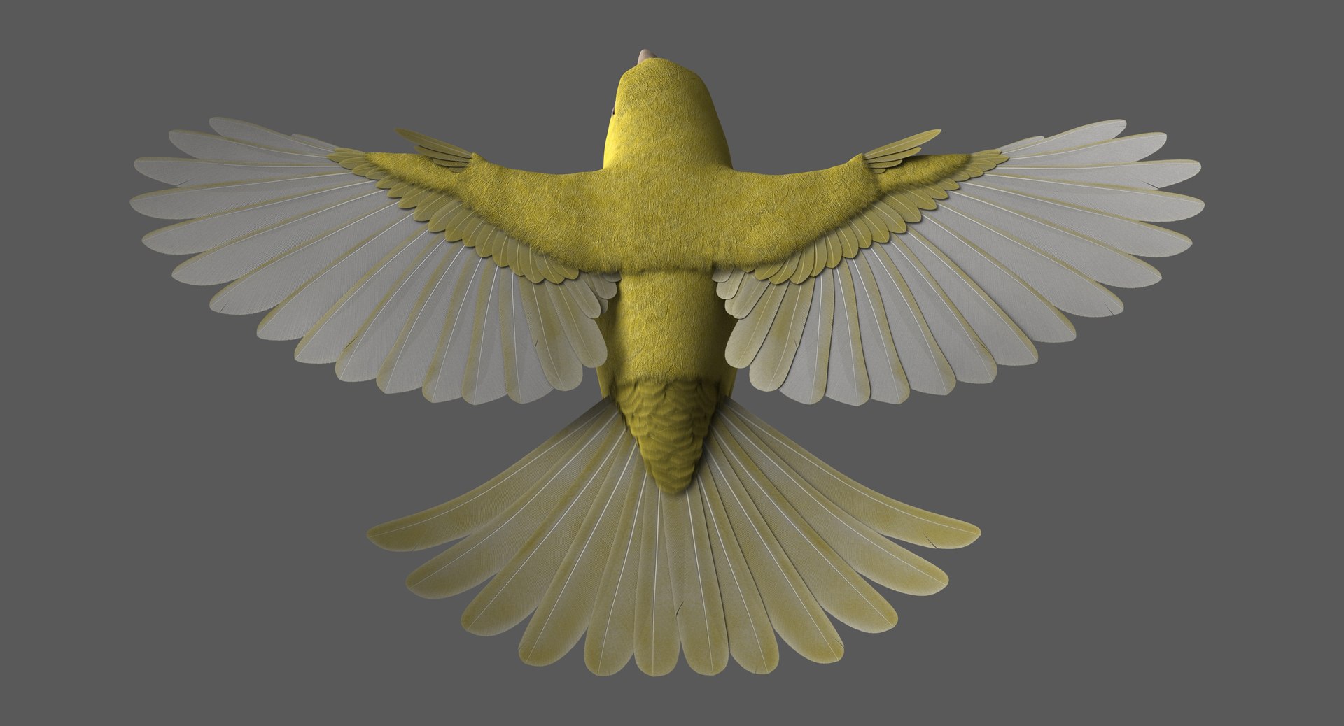 Domestic canary animation 3D model - TurboSquid 1386638
