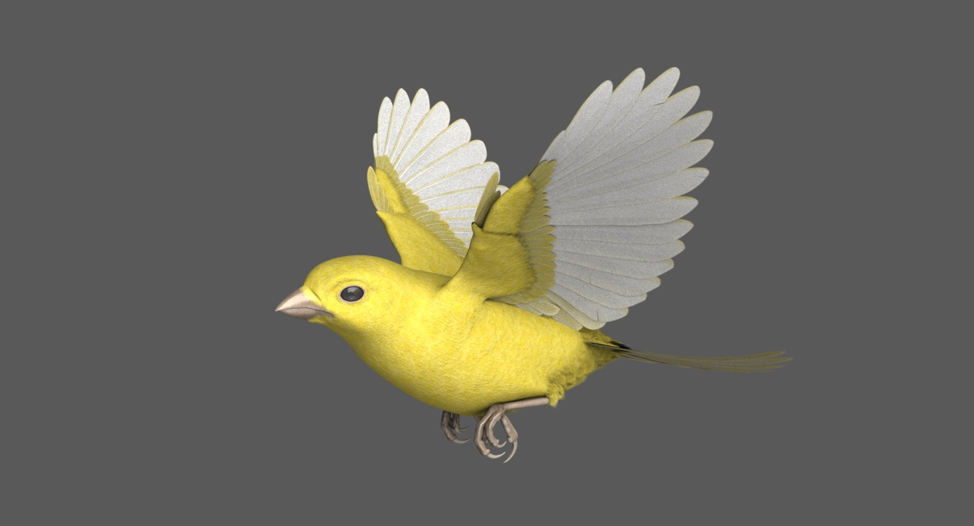 Domestic canary animation 3D model - TurboSquid 1386638