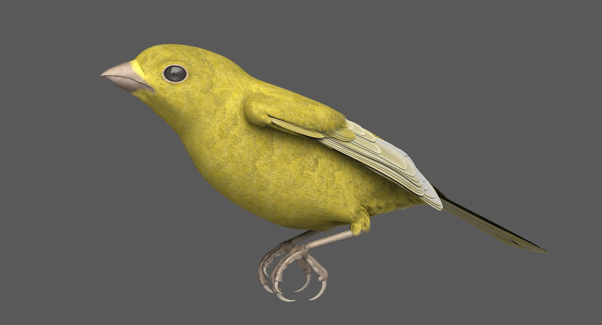 Domestic canary animation 3D model - TurboSquid 1386638