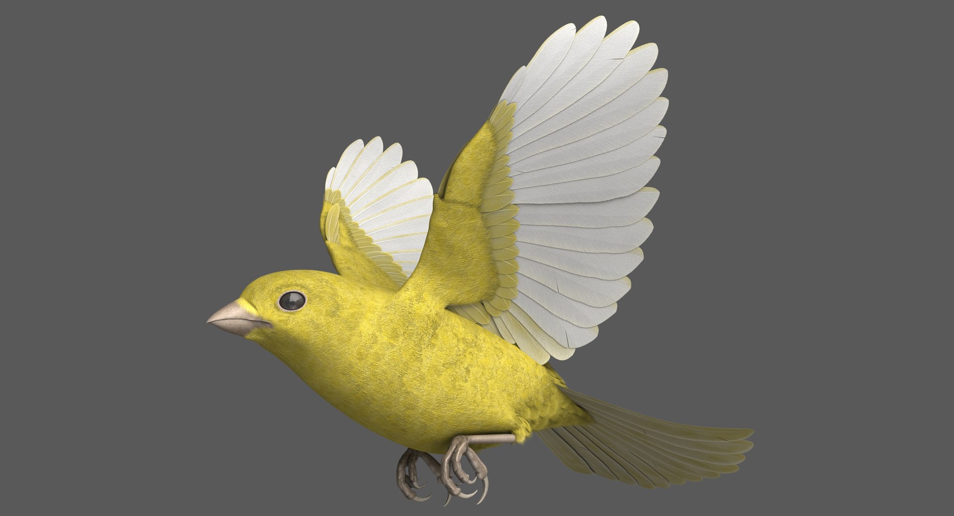 Domestic canary animation 3D model - TurboSquid 1386638