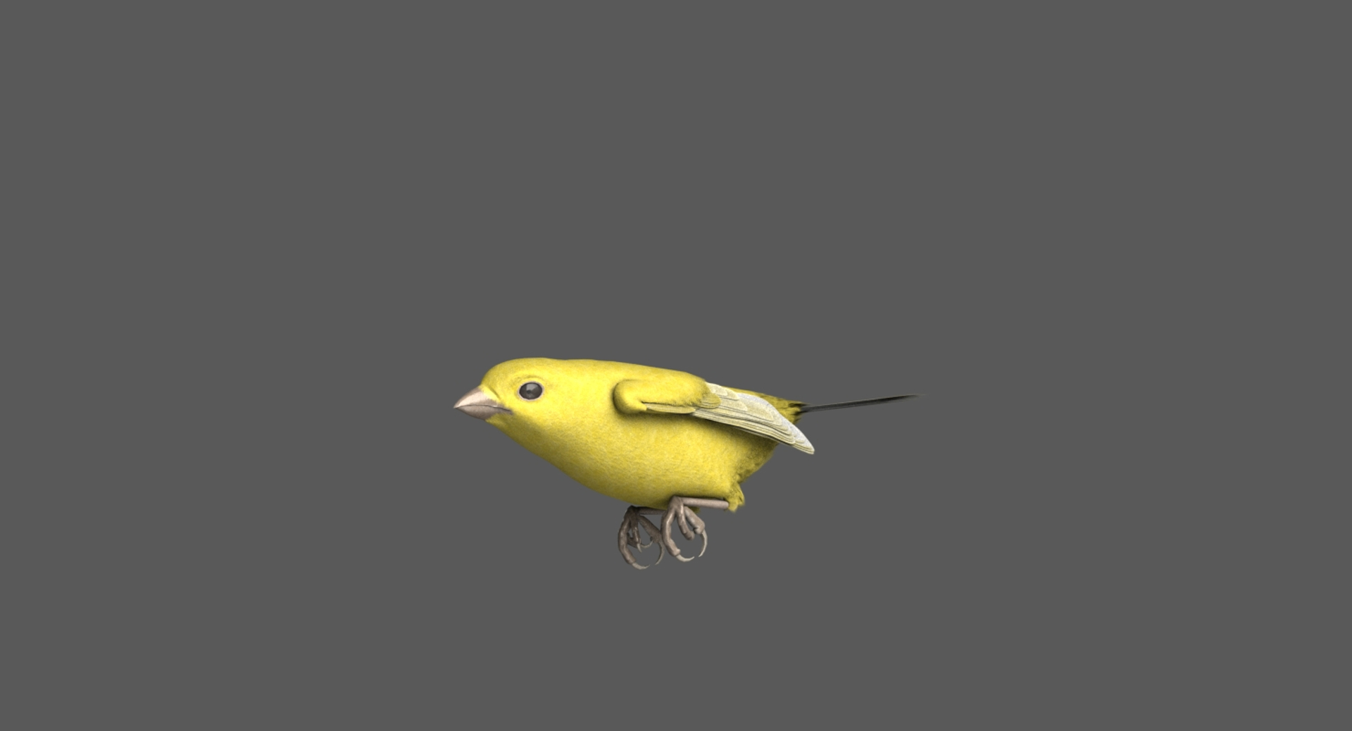 Domestic Canary Animation 3D Model - TurboSquid 1386638