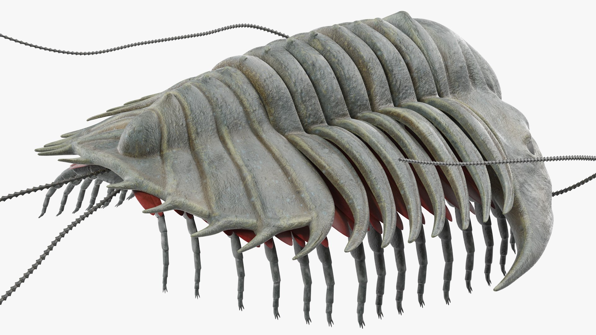 Trilobite extinct marine arachnomorph 3D model - TurboSquid 1472303