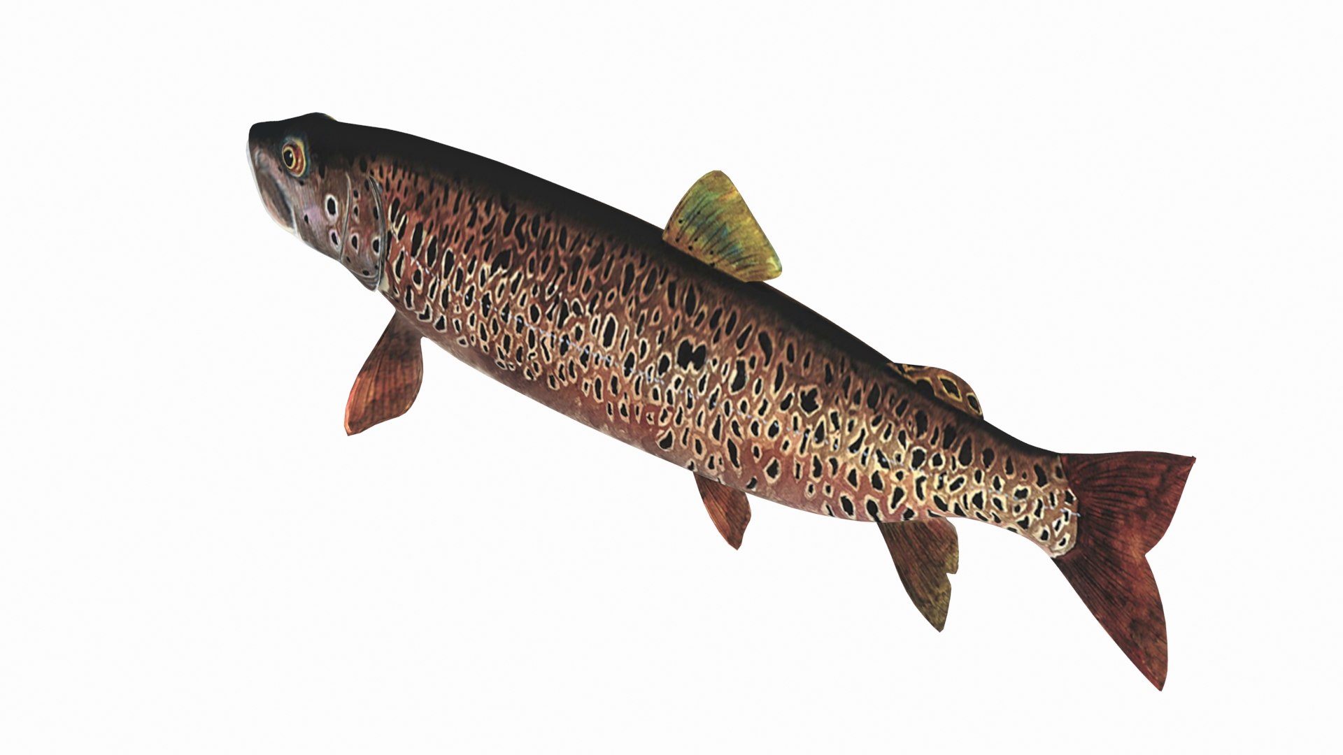 3D Trout Fish - Rigged Model - TurboSquid 2277572