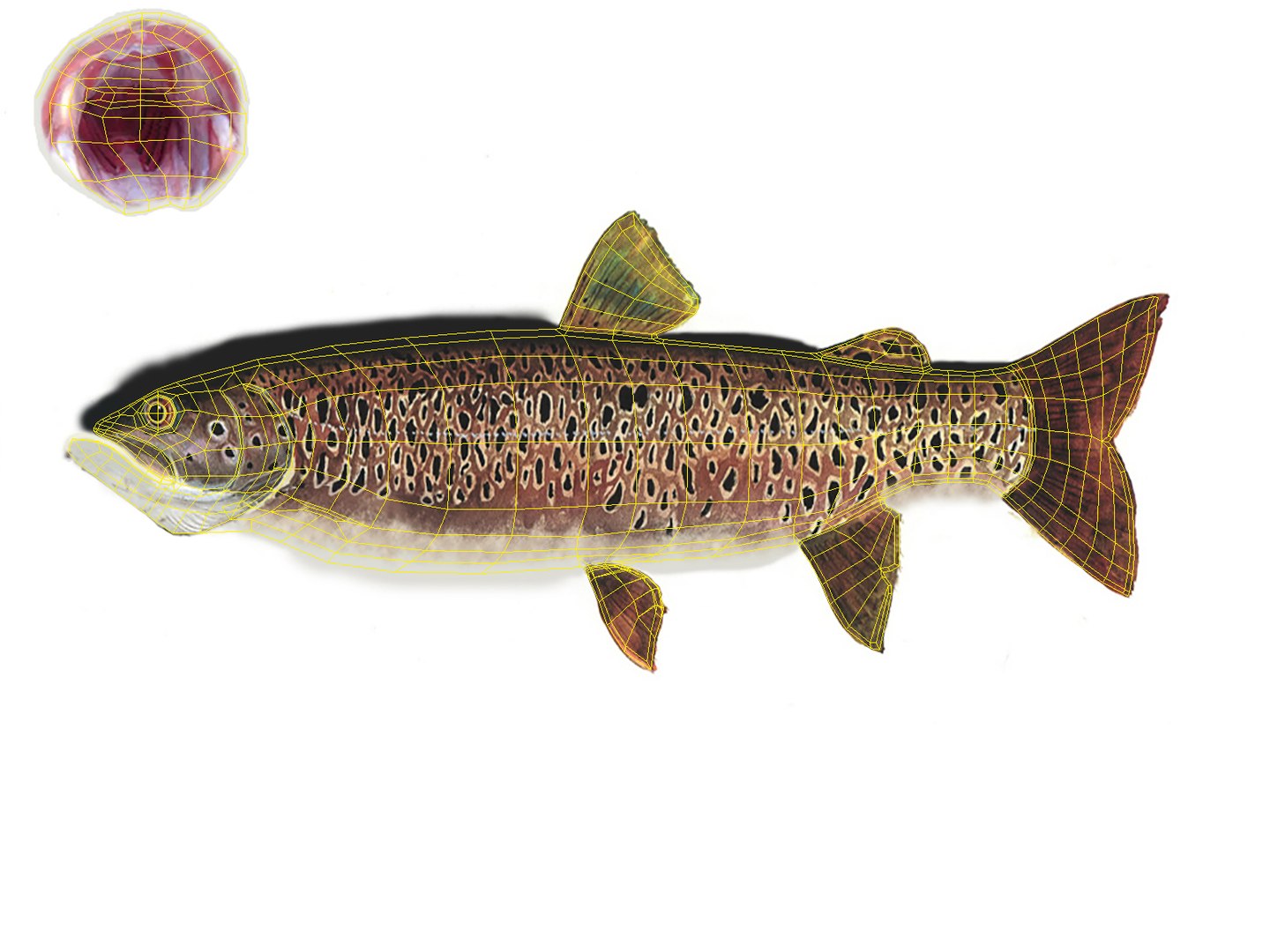 3D Trout Fish - Rigged Model - TurboSquid 2277572