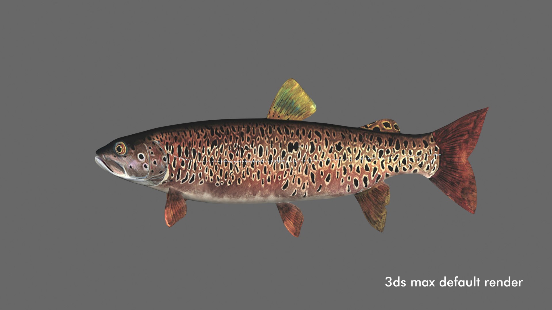 3D Trout Fish - Rigged Model - TurboSquid 2277572