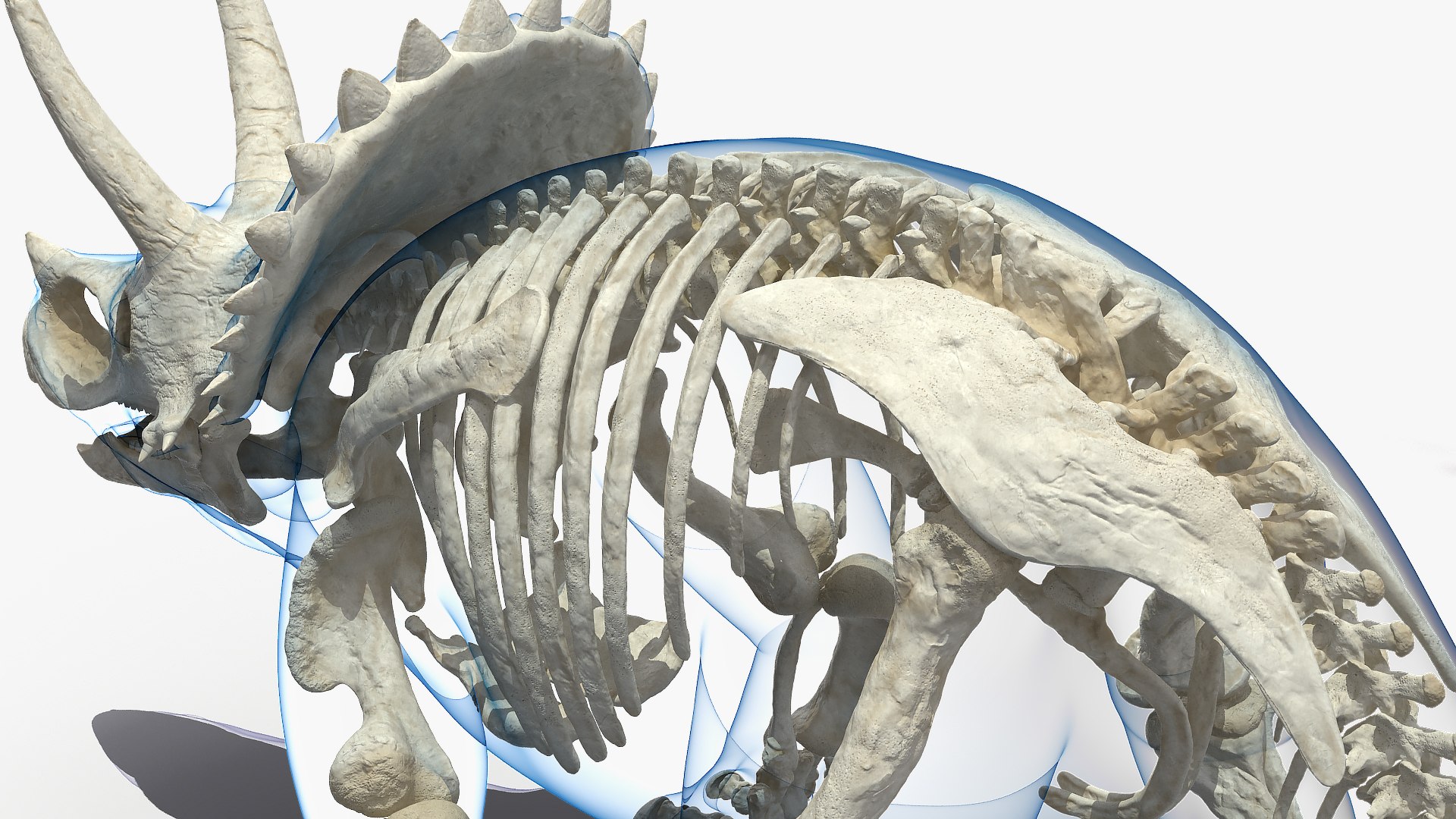 3D triceratops skeleton standing pose model - TurboSquid 1506478