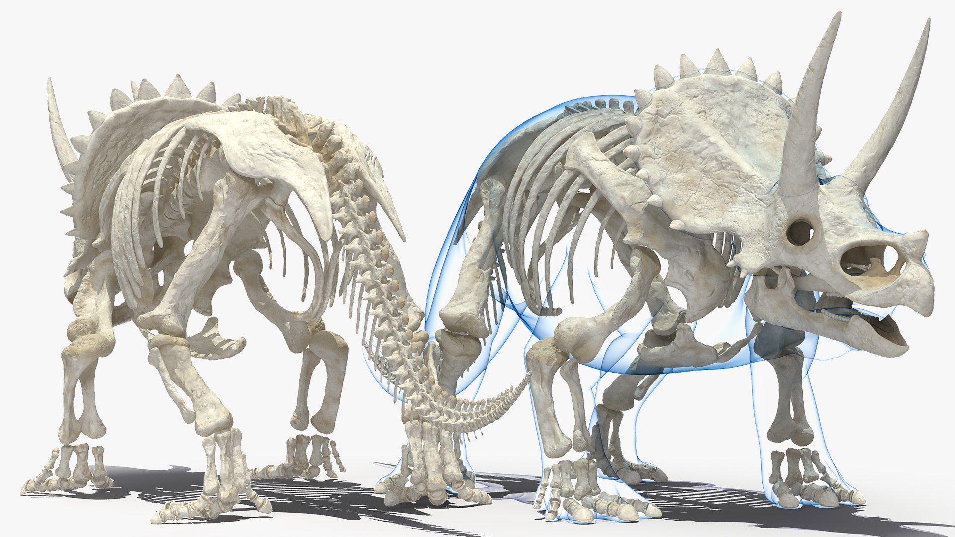 3D triceratops skeleton standing pose model - TurboSquid 1506478