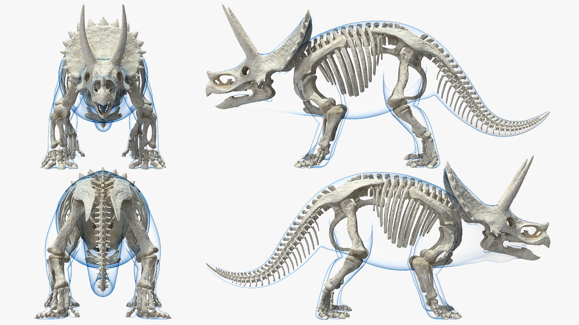 3D triceratops skeleton standing pose model - TurboSquid 1506478