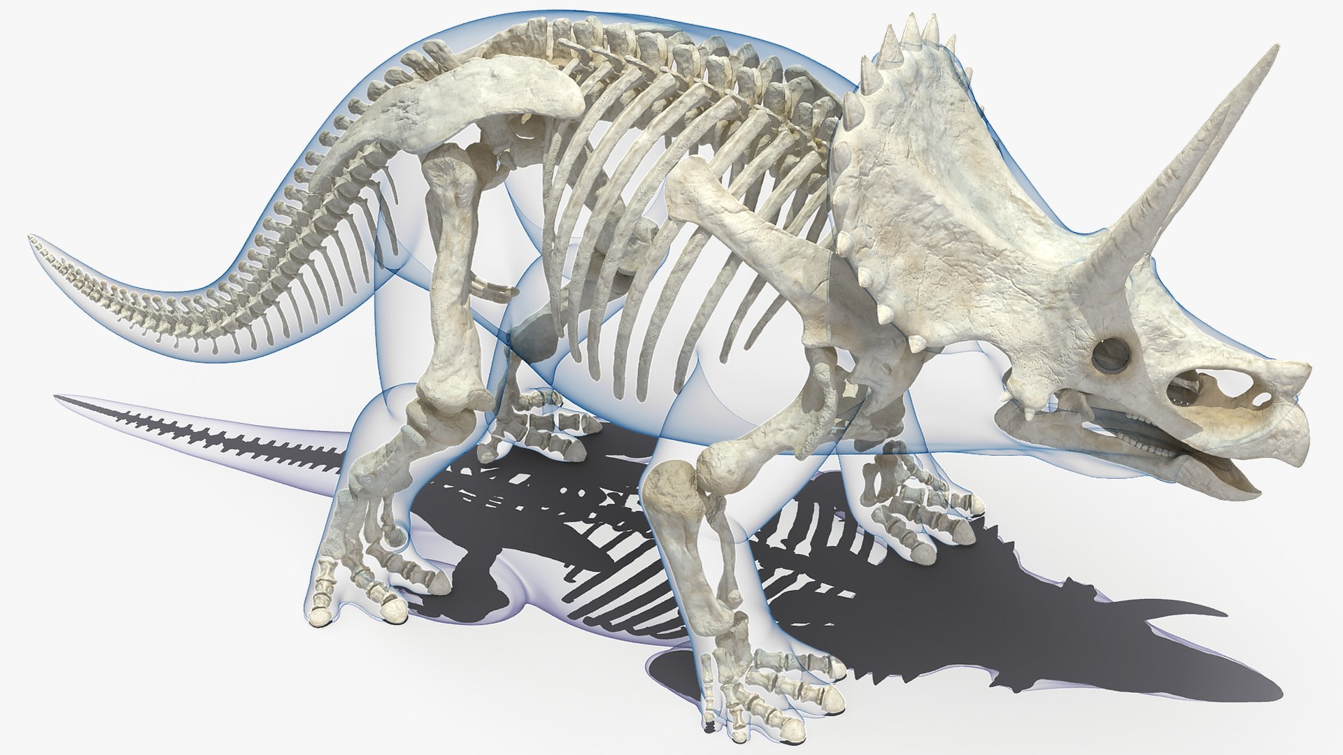 3D triceratops skeleton standing pose model - TurboSquid 1506478