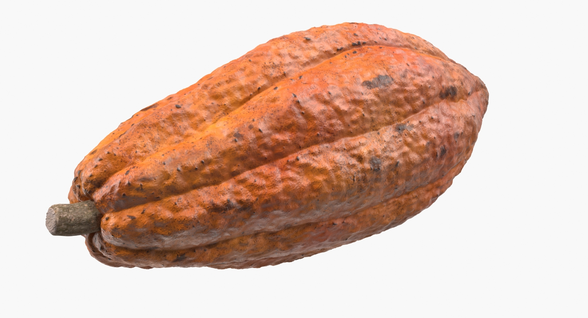 Cocoa Fruit 3D Model - TurboSquid 1373378