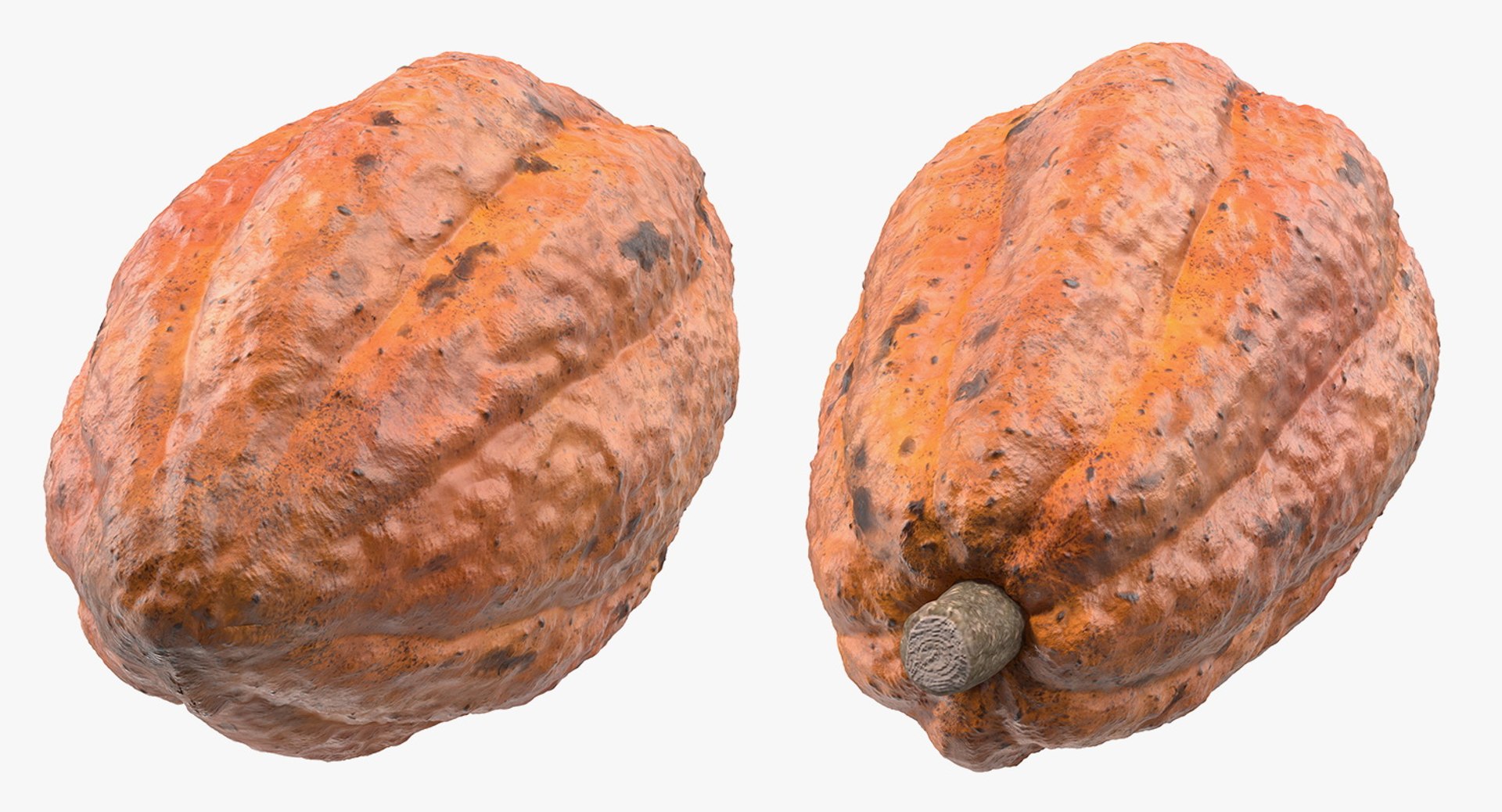 Cocoa Fruit 3D Model - TurboSquid 1373378