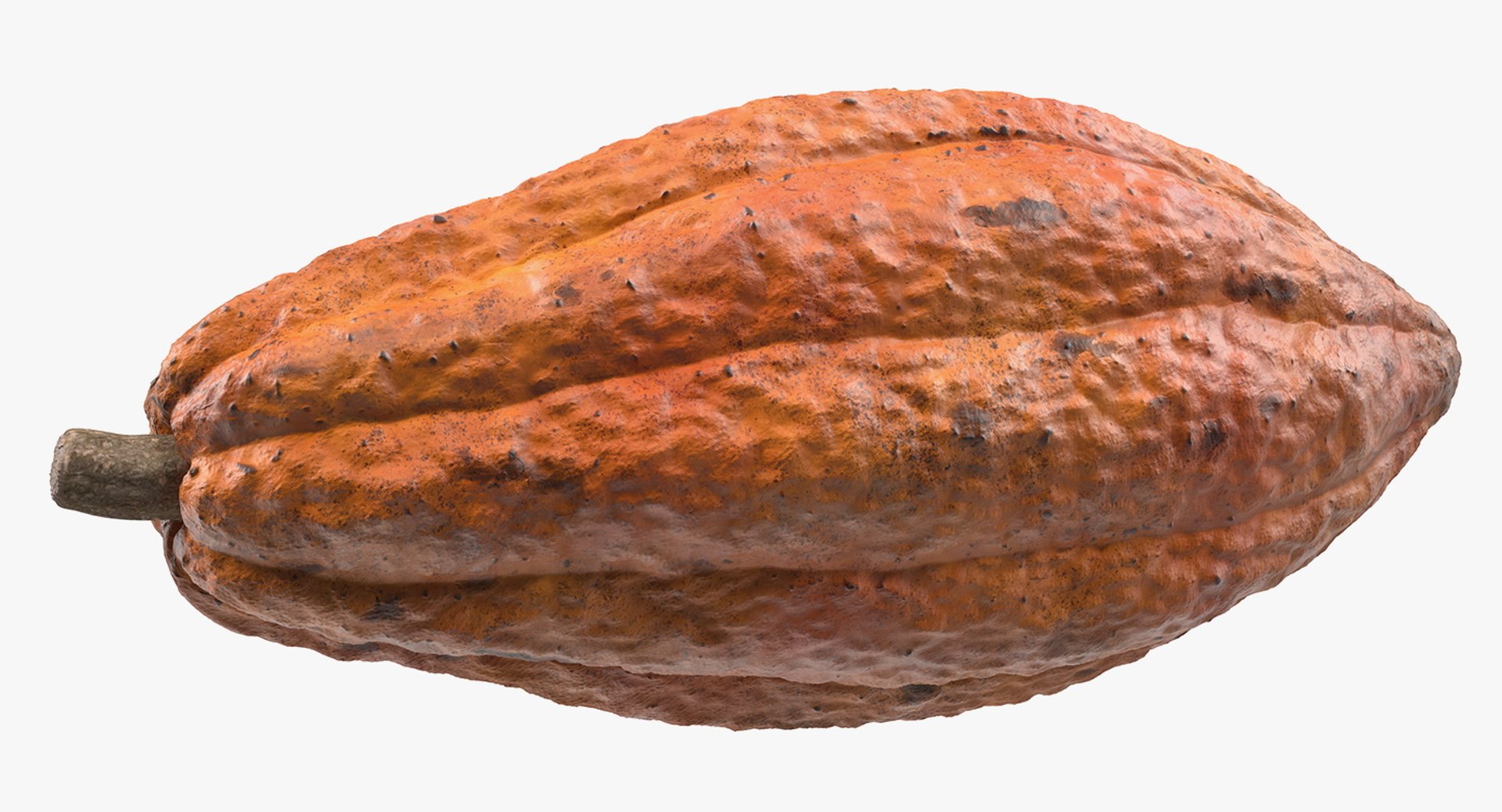 Cocoa Fruit 3D Model - TurboSquid 1373378