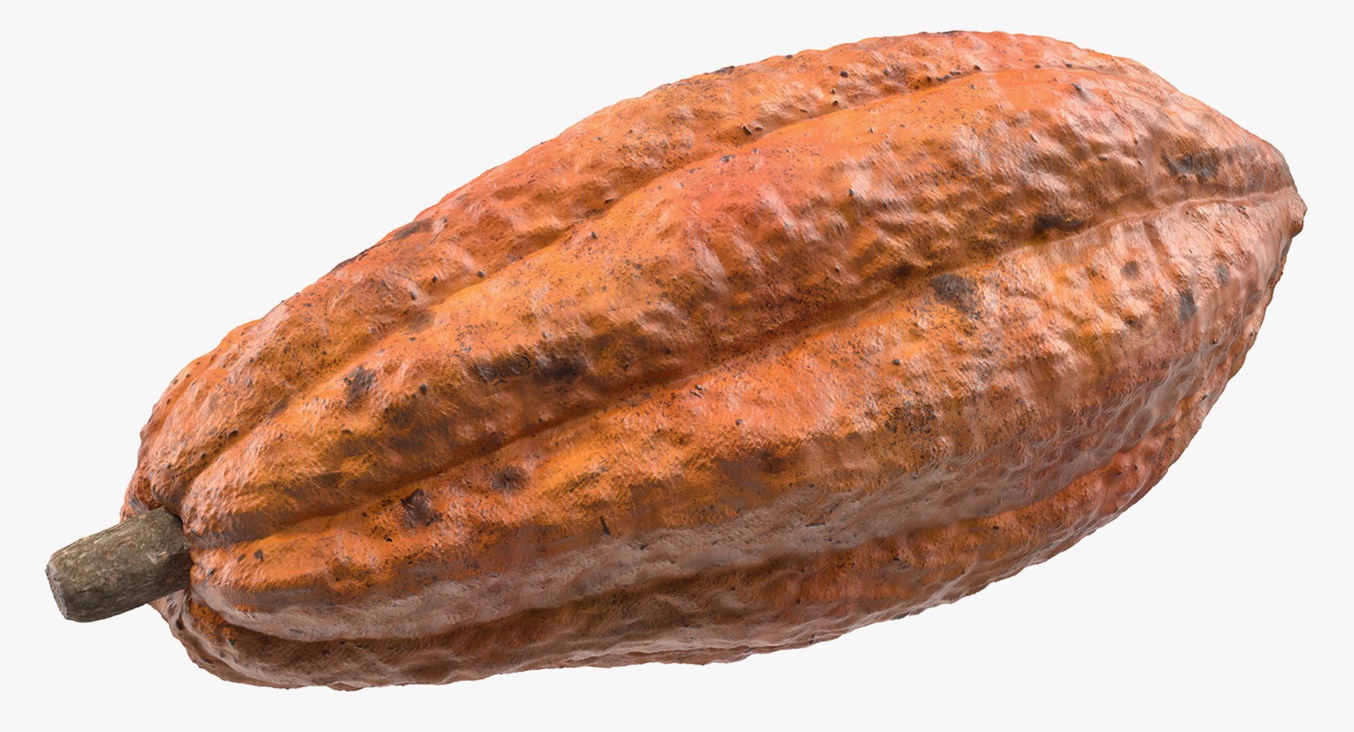Cocoa Fruit 3D Model - TurboSquid 1373378