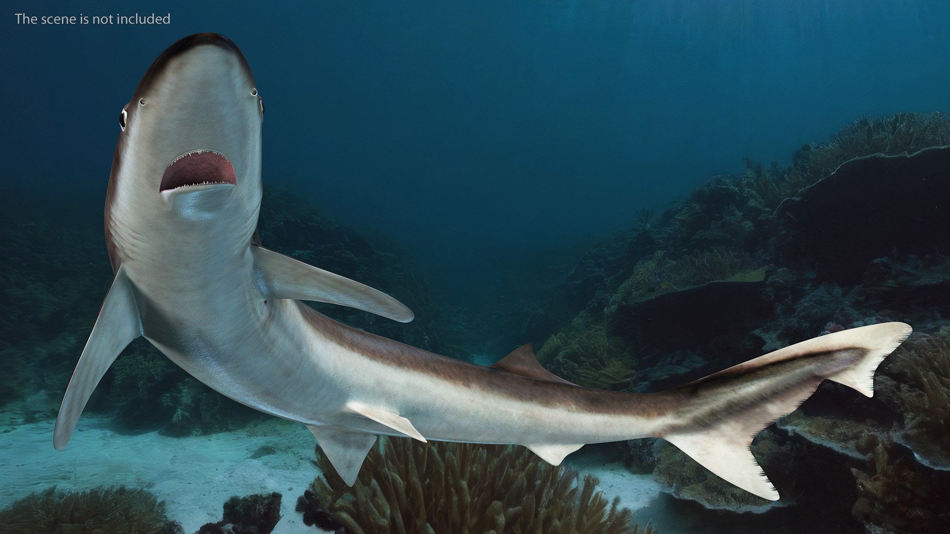 Galeorhinus Galeus Shark Model - TurboSquid 2235526