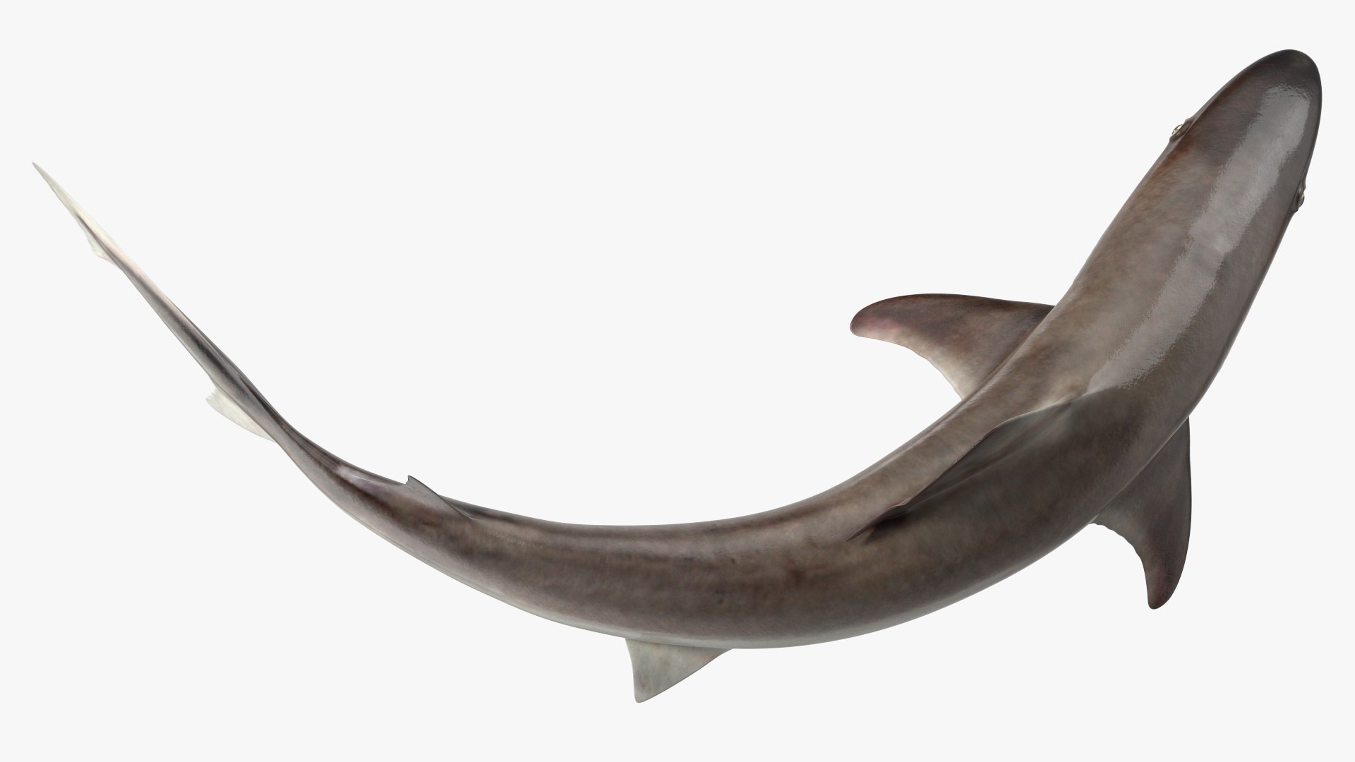 Galeorhinus Galeus Shark Model - TurboSquid 2235526