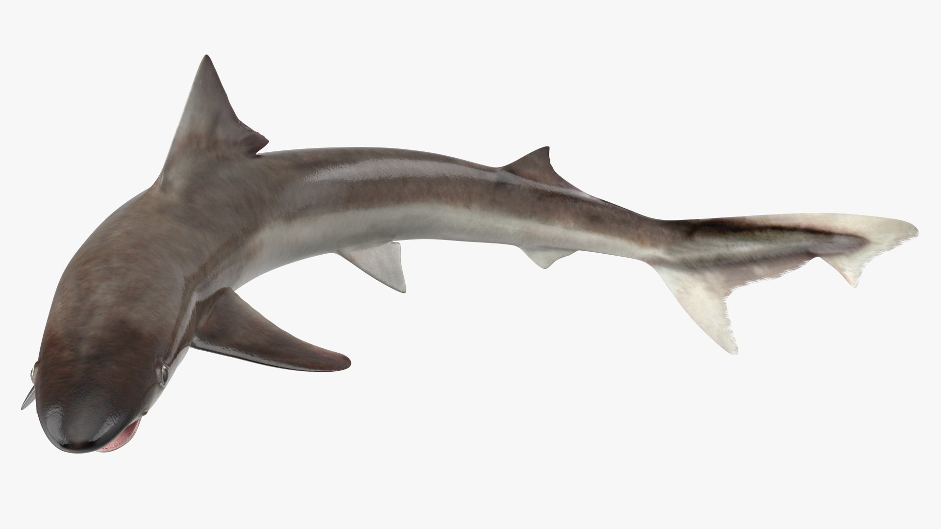 Galeorhinus Galeus Shark Model - TurboSquid 2235526