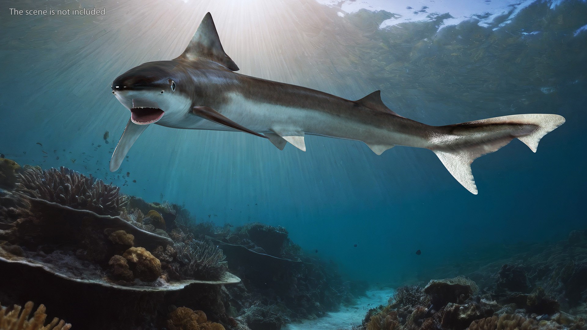 Galeorhinus Galeus Shark Model - TurboSquid 2235526