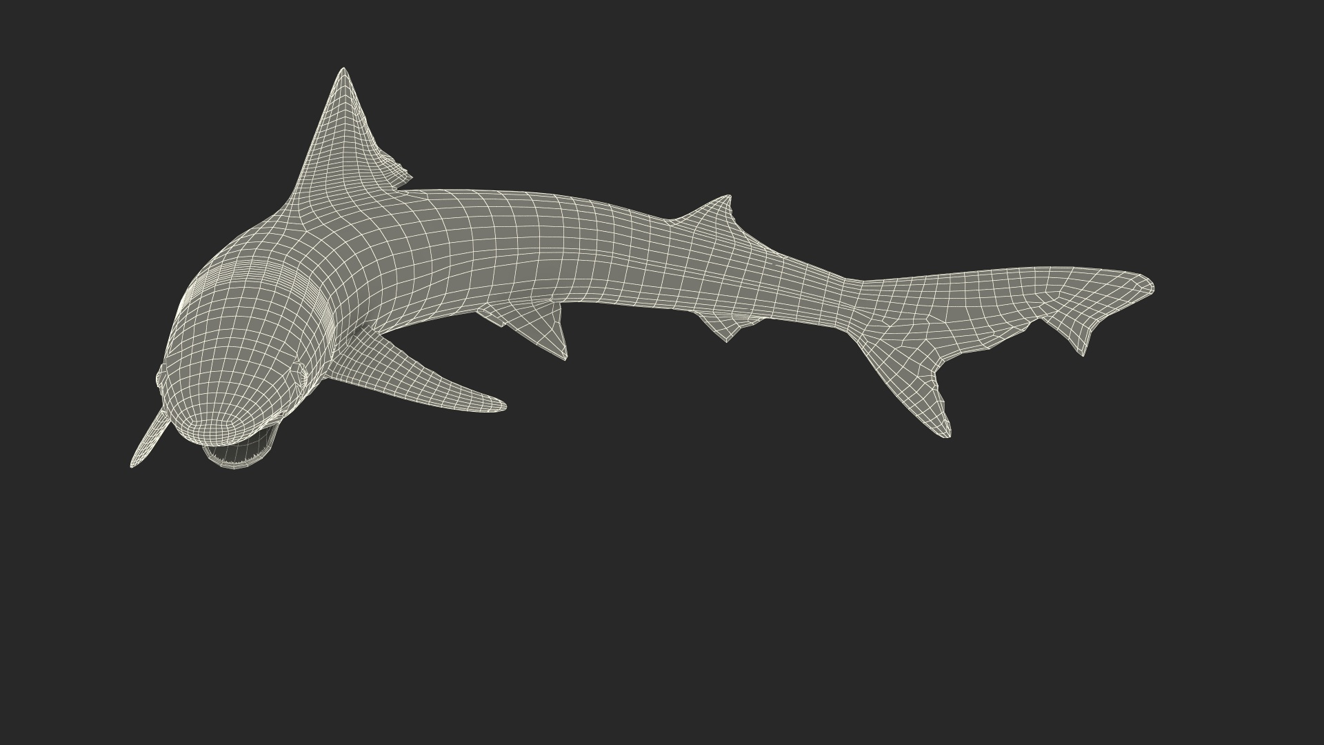 Galeorhinus Galeus Shark Model - TurboSquid 2235526