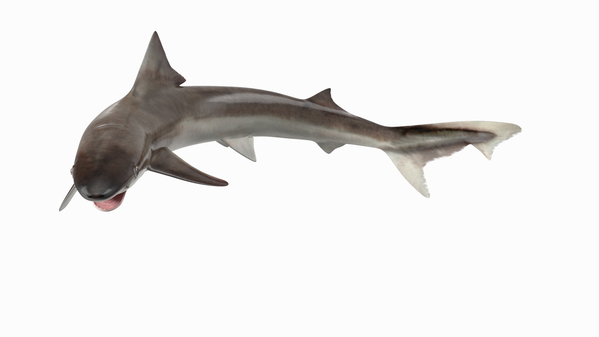 Galeorhinus Galeus Shark Model - TurboSquid 2235526
