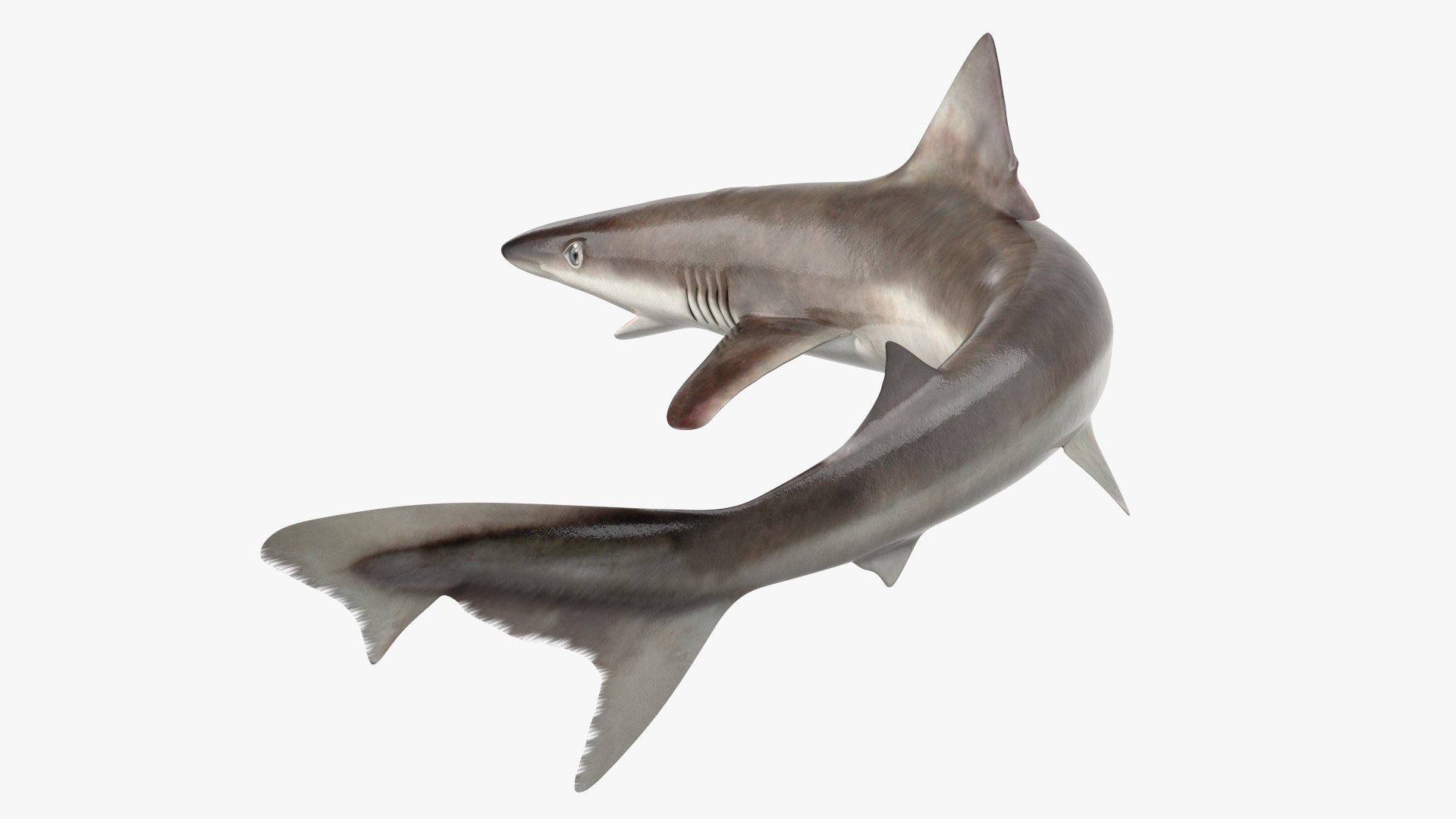 Galeorhinus Galeus Shark Model - TurboSquid 2235526