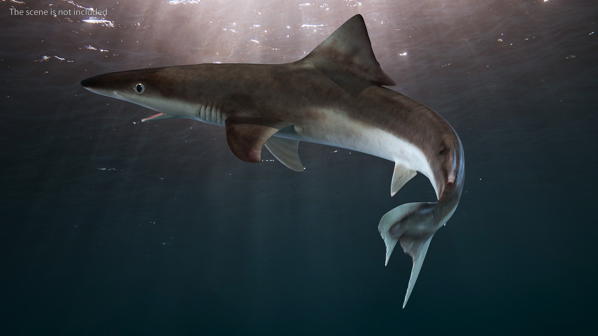 Galeorhinus Galeus Shark Model - TurboSquid 2235526