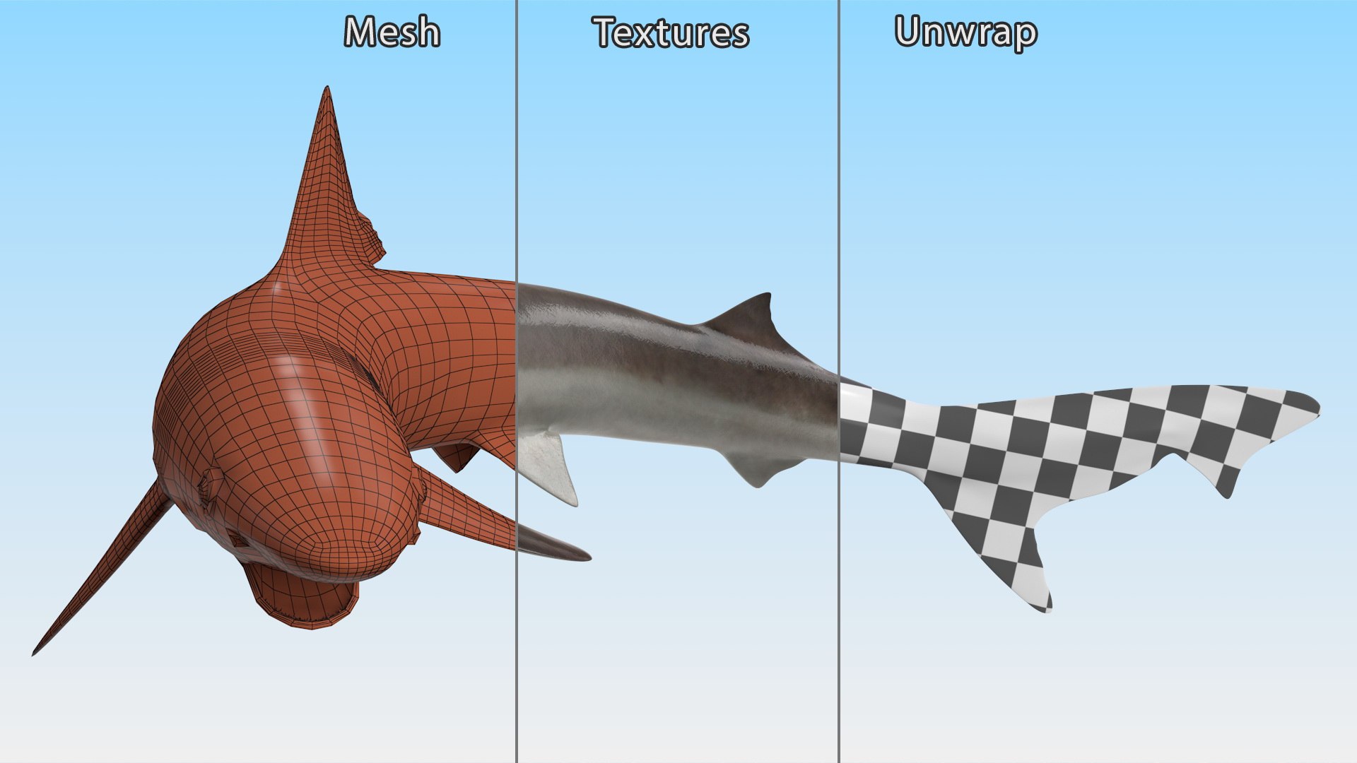 Galeorhinus Galeus Shark Model - TurboSquid 2235526