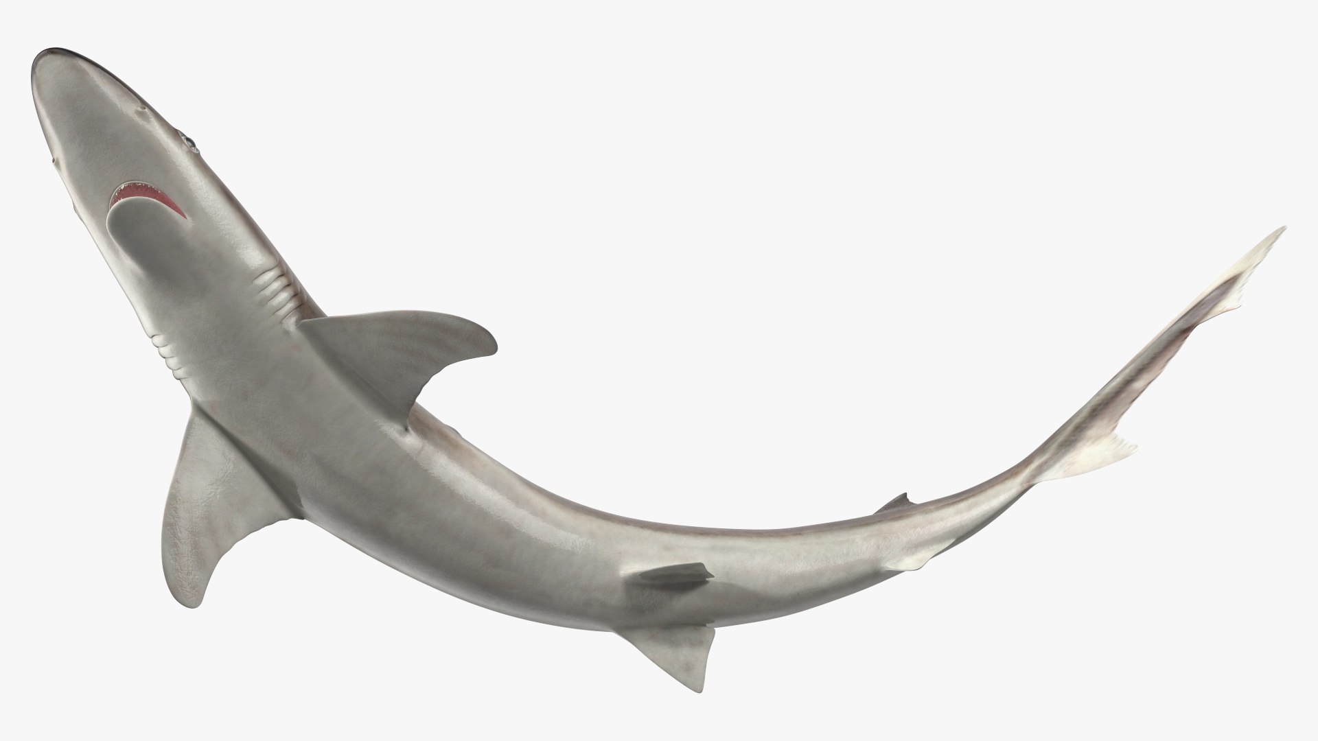 Galeorhinus Galeus Shark Model - TurboSquid 2235526