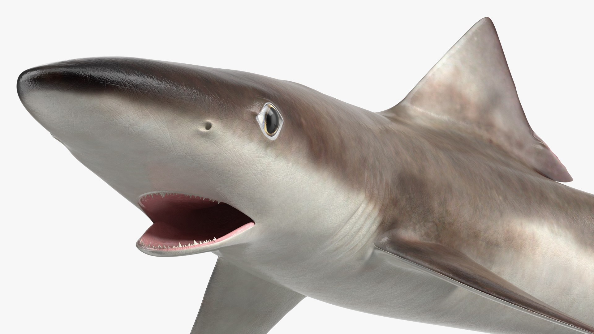 Galeorhinus Galeus Shark Model - TurboSquid 2235526
