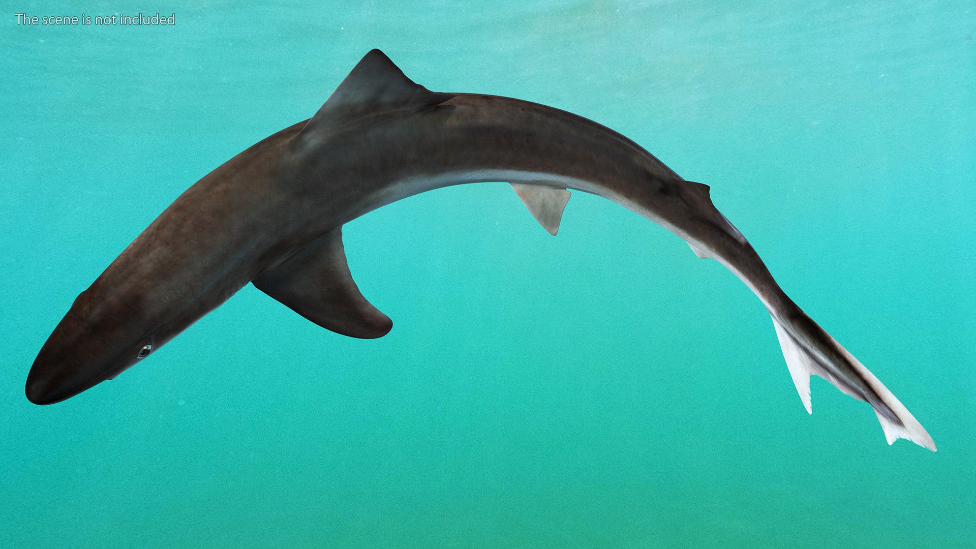 Galeorhinus Galeus Shark Model - TurboSquid 2235526