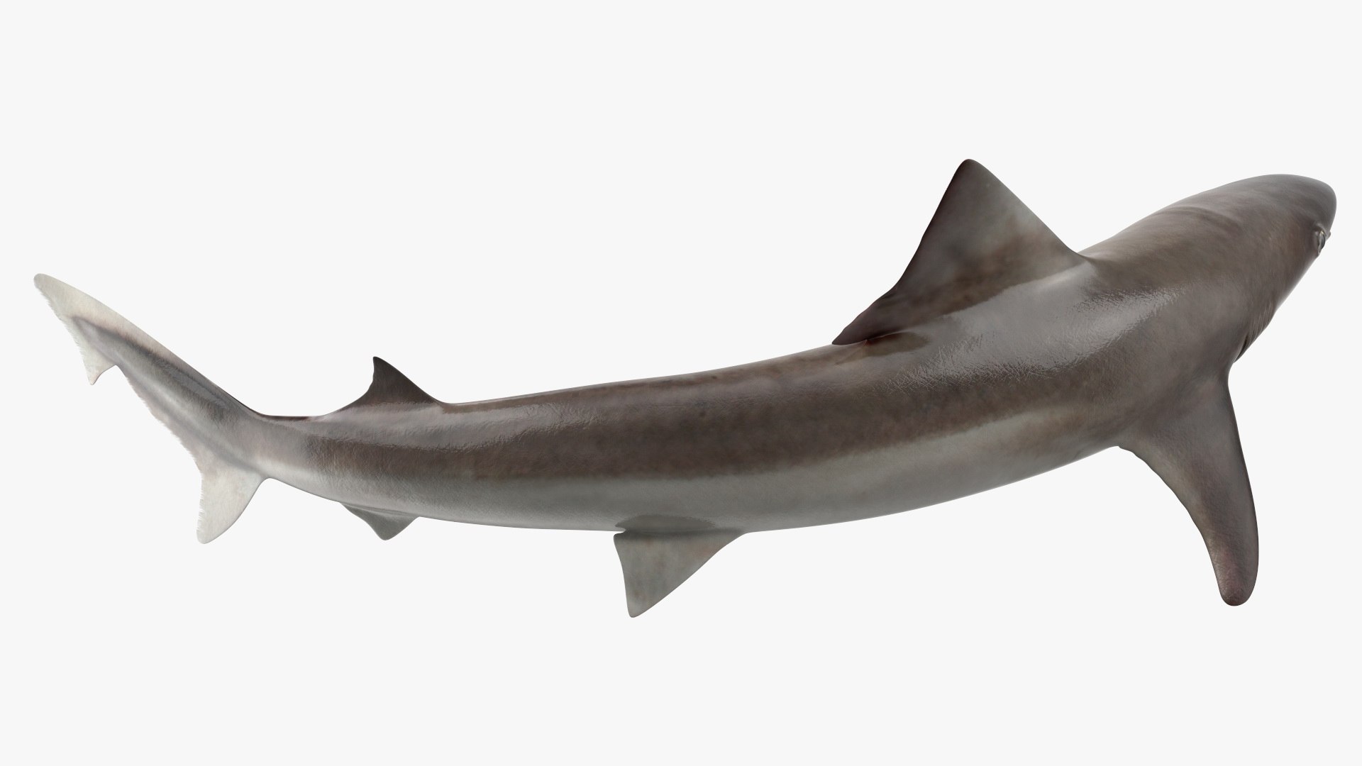 Galeorhinus Galeus Shark Model - TurboSquid 2235526