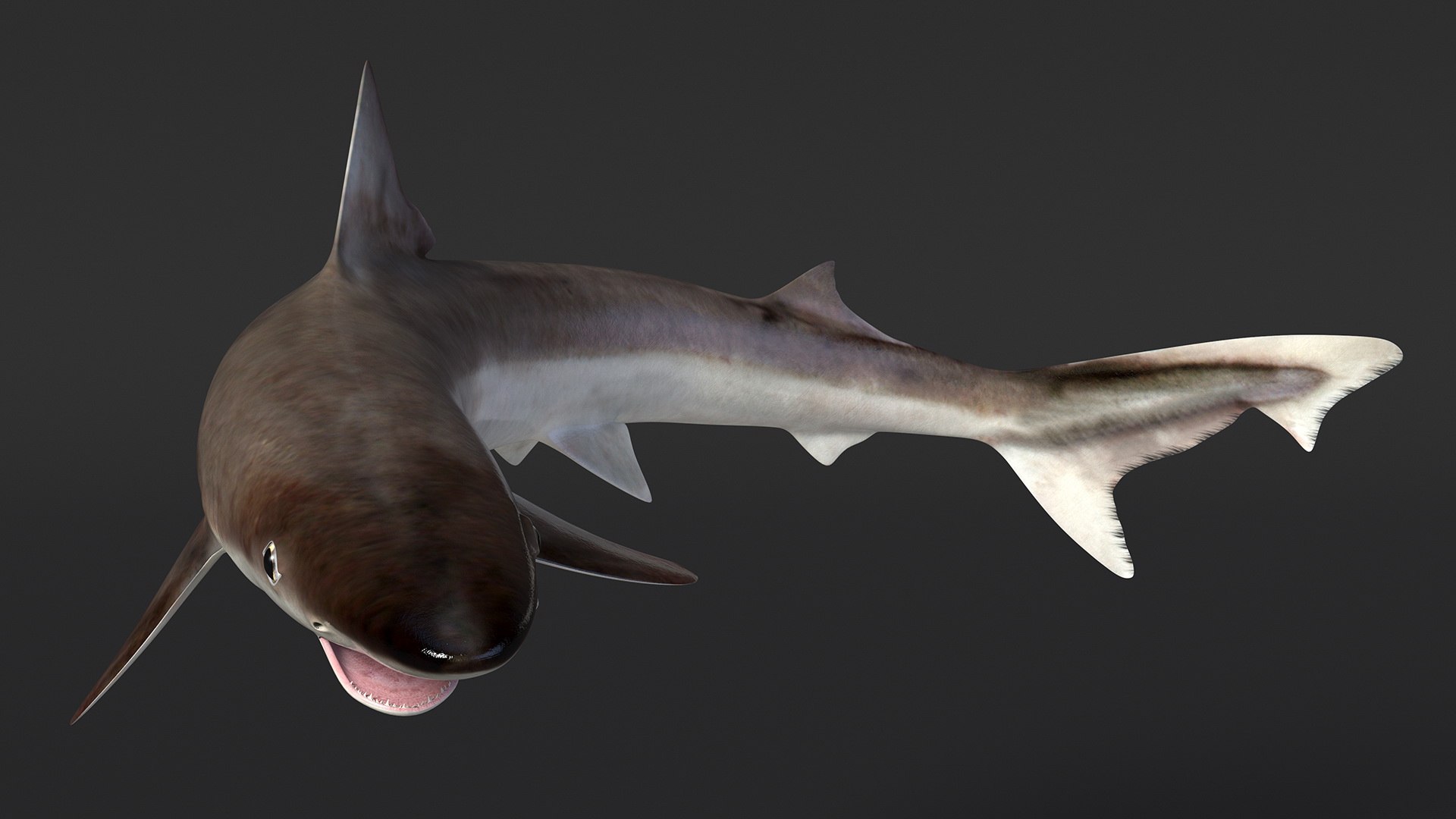 Galeorhinus Galeus Shark Model - TurboSquid 2235526