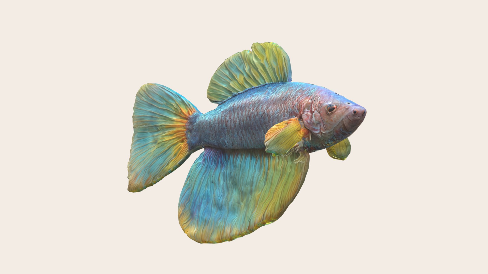 Betta Fish 3D Model - TurboSquid 2270768