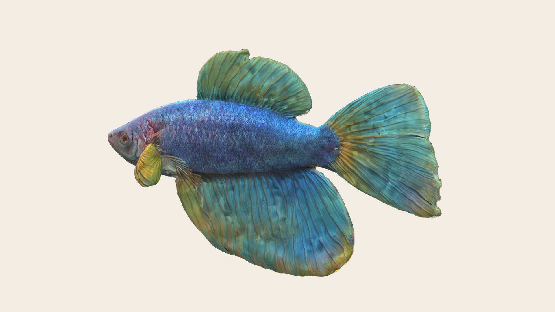 Betta Fish 3D Model - TurboSquid 2270768