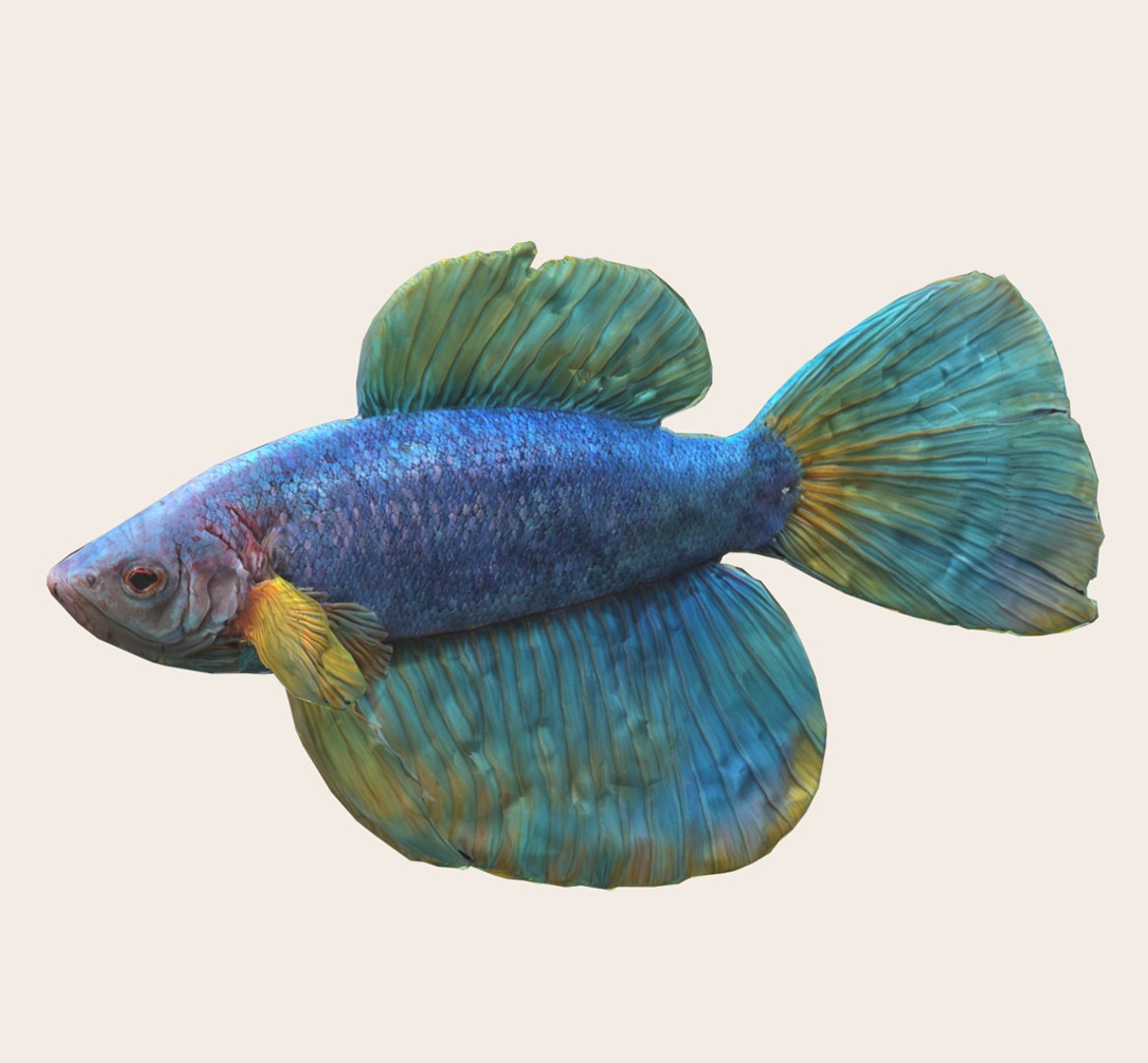 Betta Fish 3D Model - TurboSquid 2270768