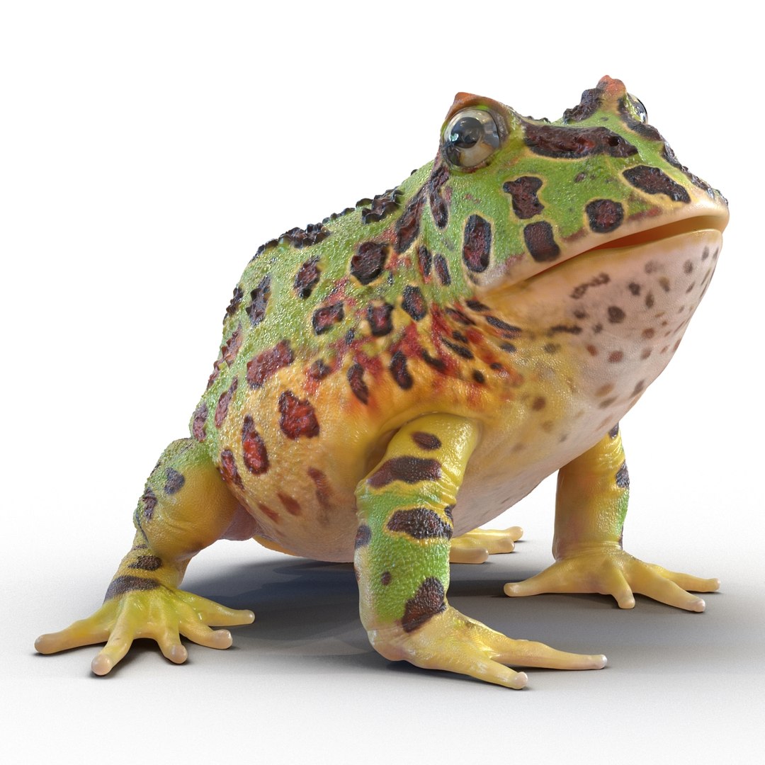 Pacman Frog Eating Rabbit