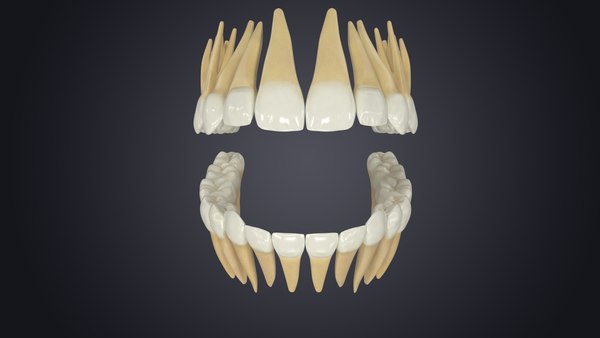 3D model permanent teeth - TurboSquid 1609178