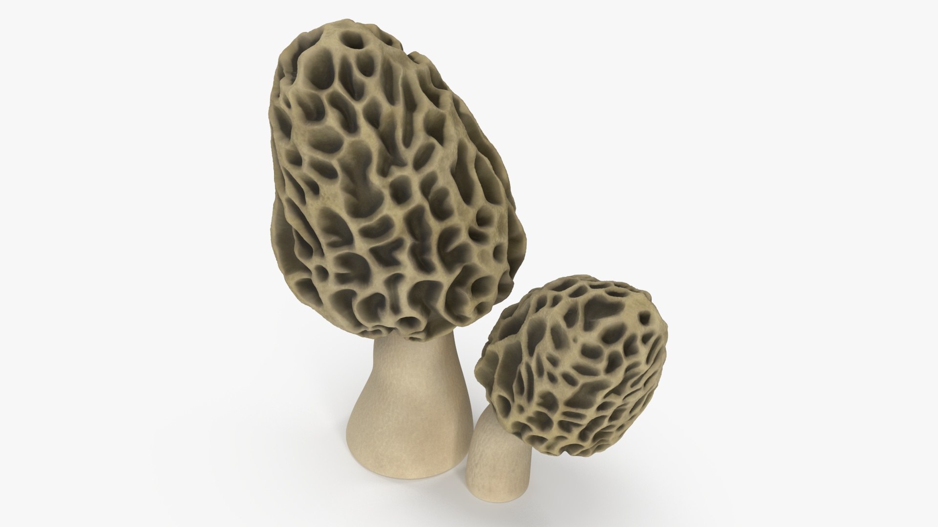 Morel 3D Model - TurboSquid 2216641